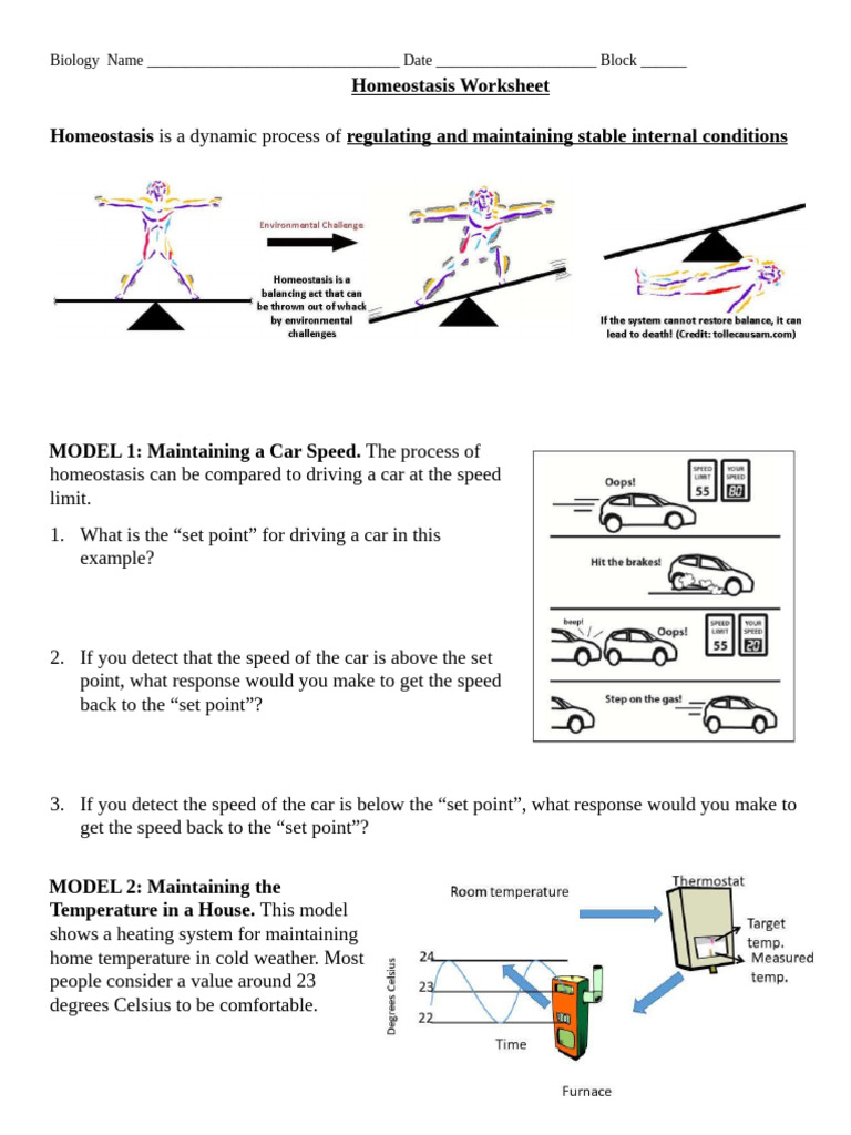 Homeostasis Study Worksheet | PDF | Homeostasis | Physiology