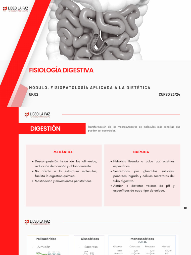 Fisiología Digestiva | PDF | Digestión | Bilis