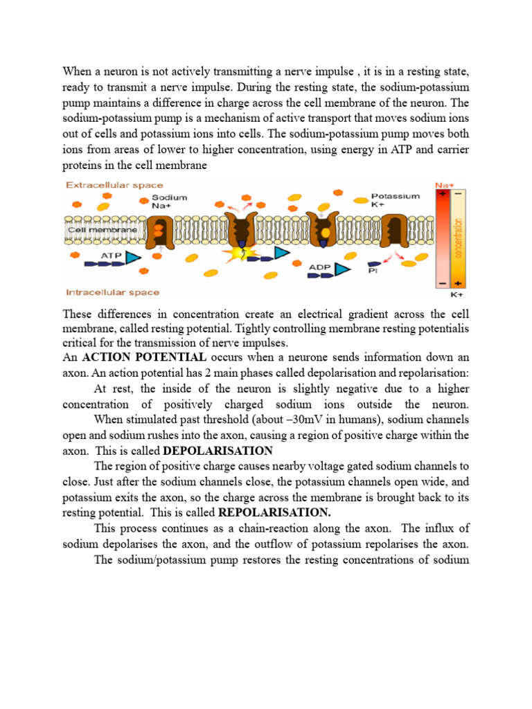 Nerve Impulse and Factors | PDF | Chemical Synapse | Action Potential