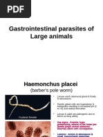 Paramphistomes | PDF