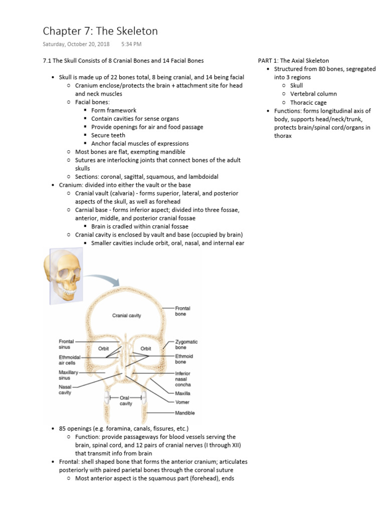 Skeletal System - Notes | PDF
