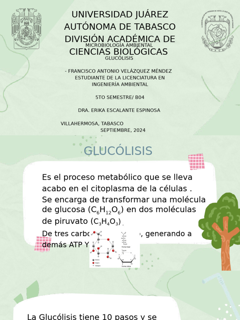 Glucólisis: Proceso Metabólico y Fases | PDF