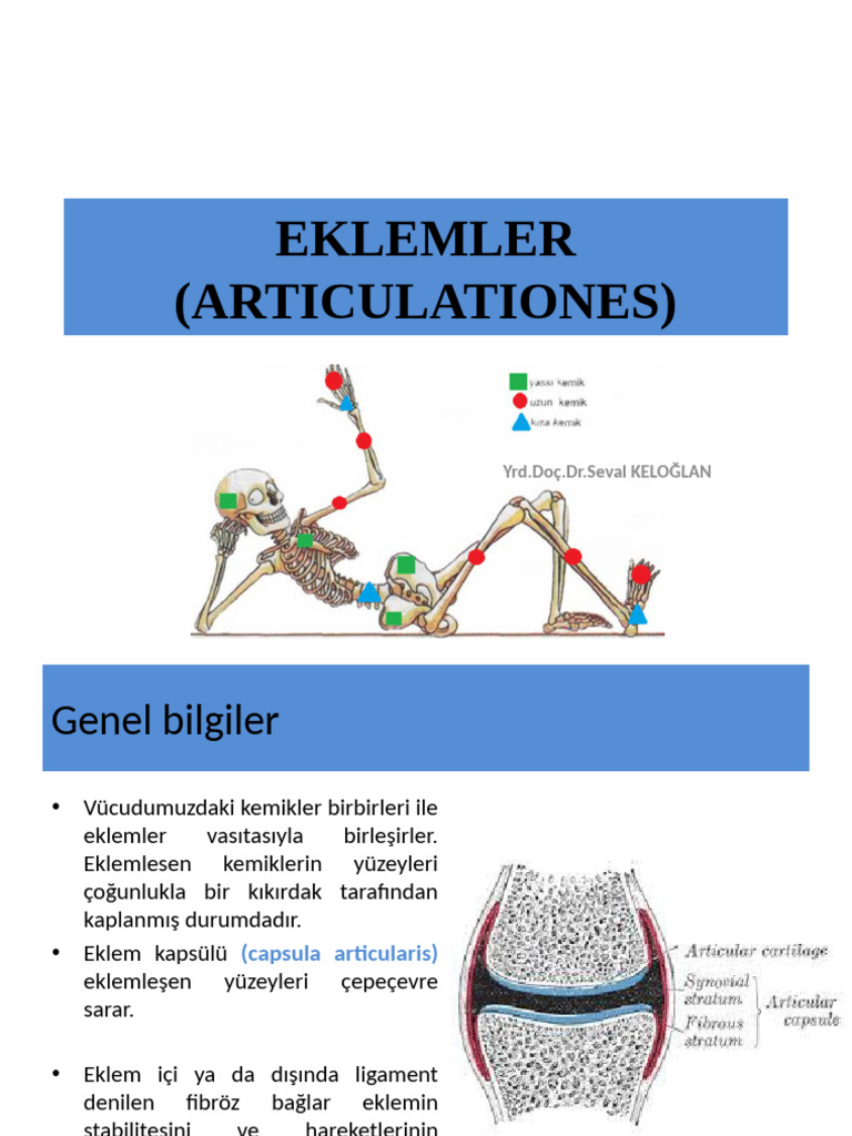 Anatomi 5 Eklemler | PDF