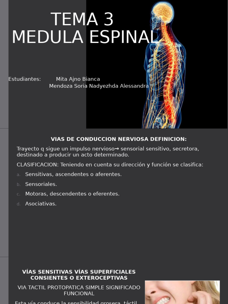TEMA 3 Medula Espinal | PDF | Cerebelo | Médula espinal