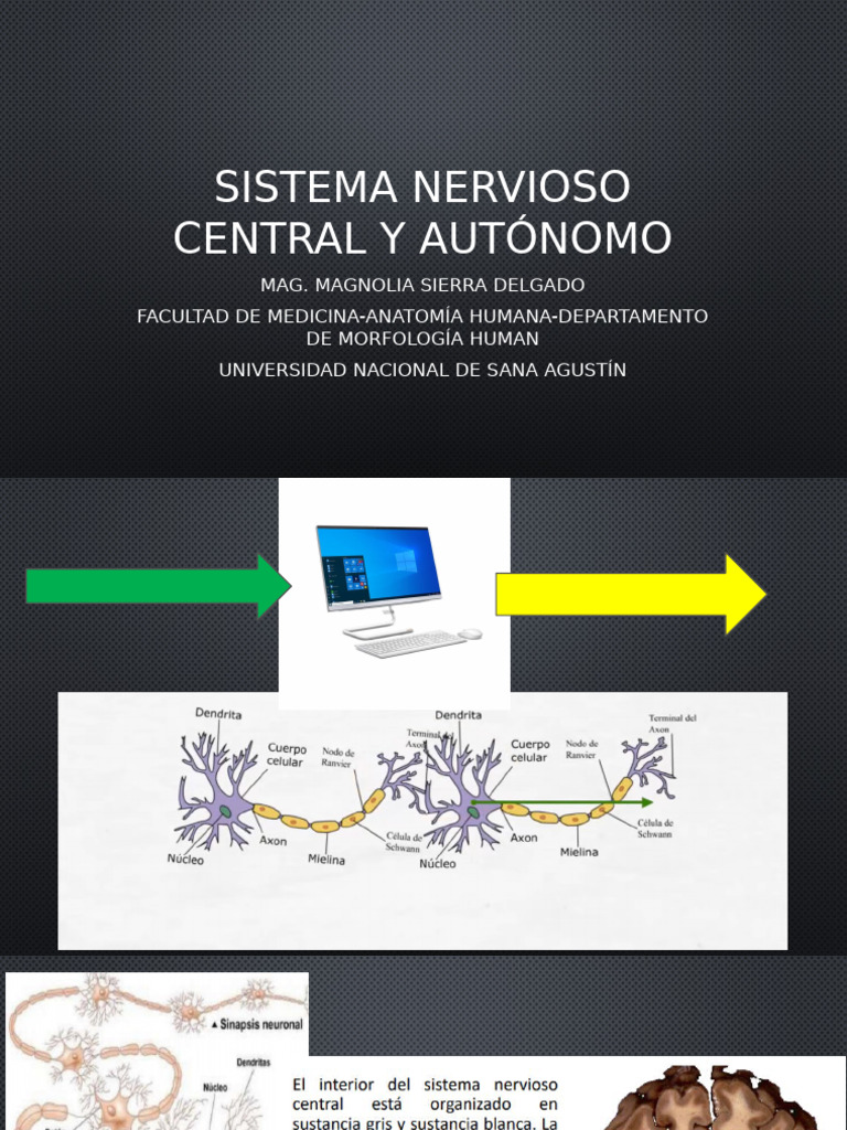 Sistema Nervioso Central Y Autonomo | PDF | Neurociencia | Sistema nervioso