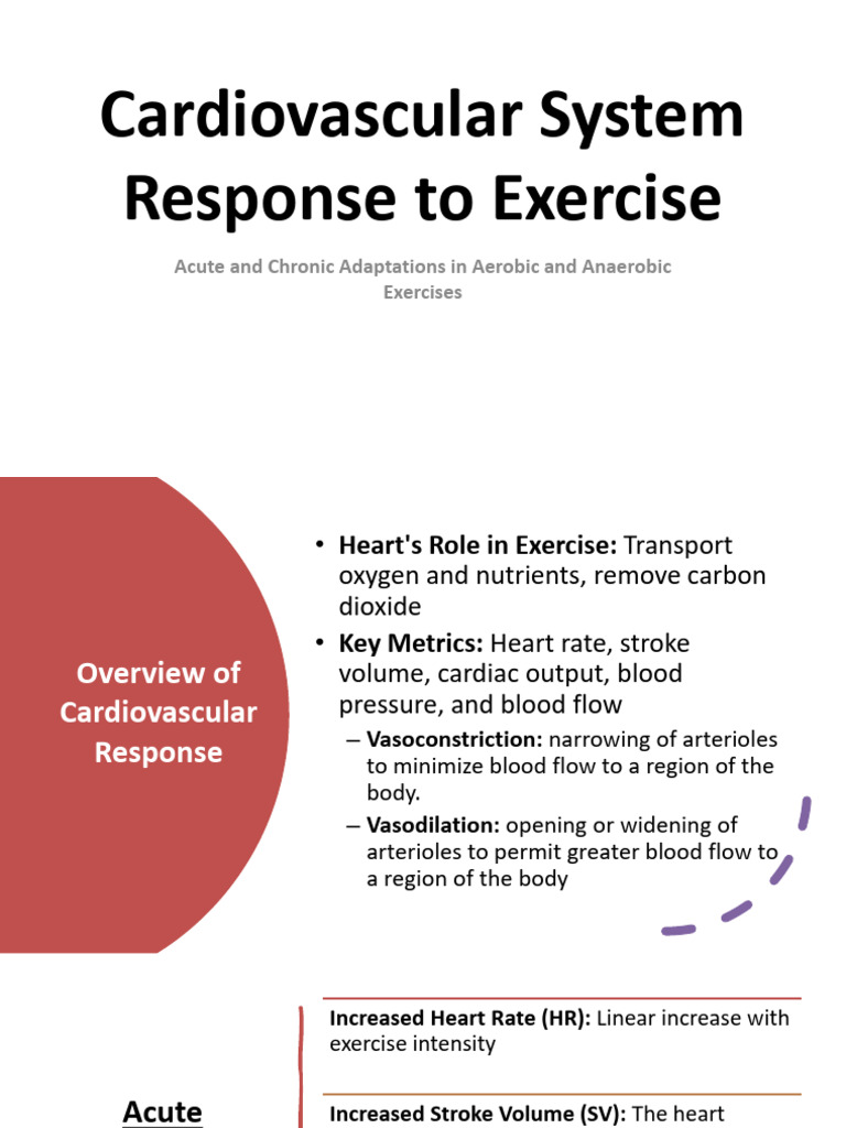 2b. Cardiovascular System Response To Exercise | PDF | Heart ...