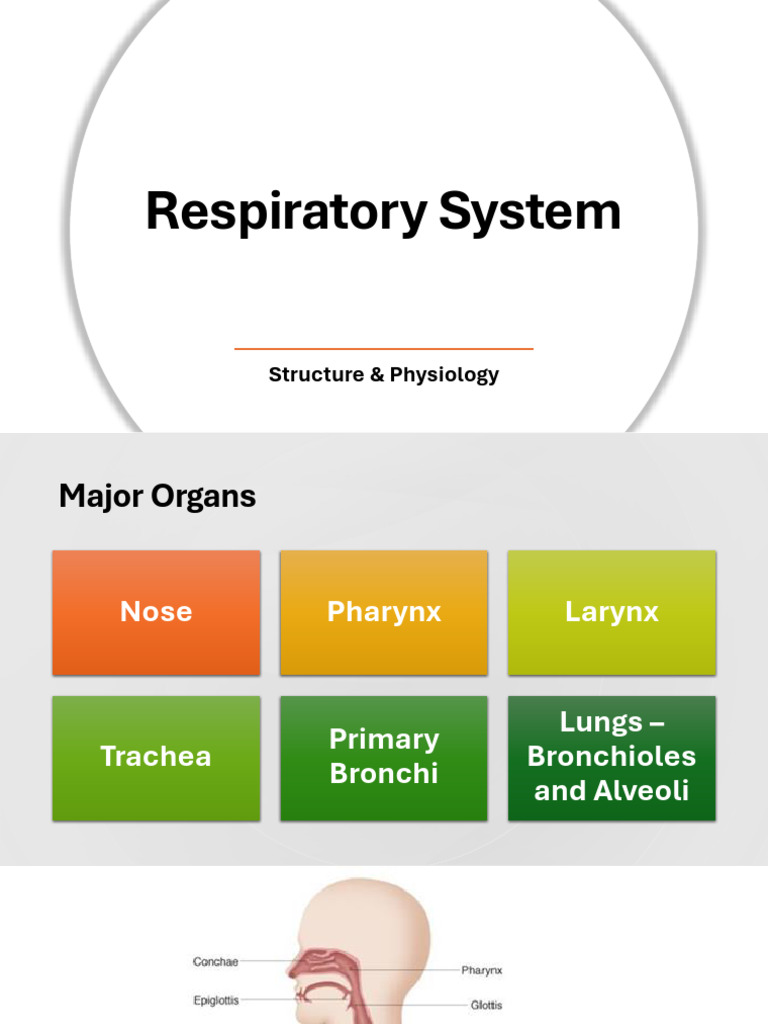 2c. Respiratory System Overview | PDF