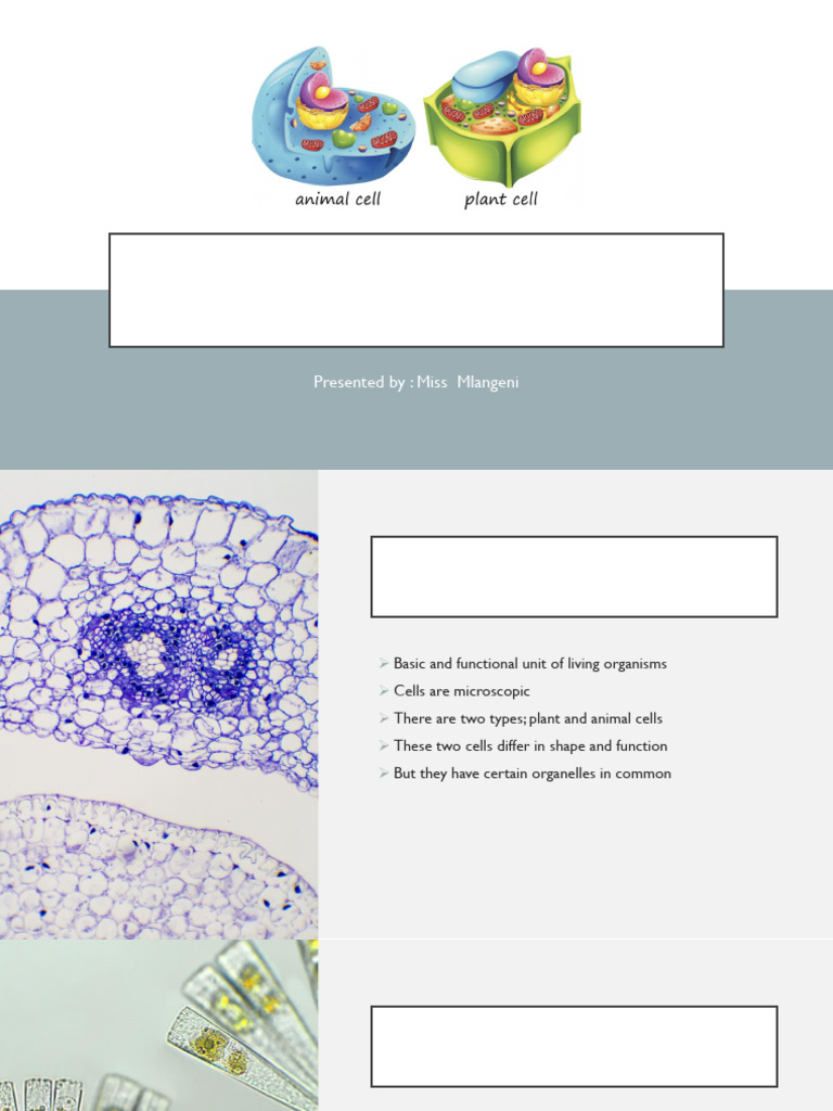 Grade 9 Cells Powerpoint | PDF | Cell (Biology) | Vacuole