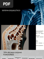 Definición de Osteona en Hueso Compacto | PDF | Hueso | Morfología ...