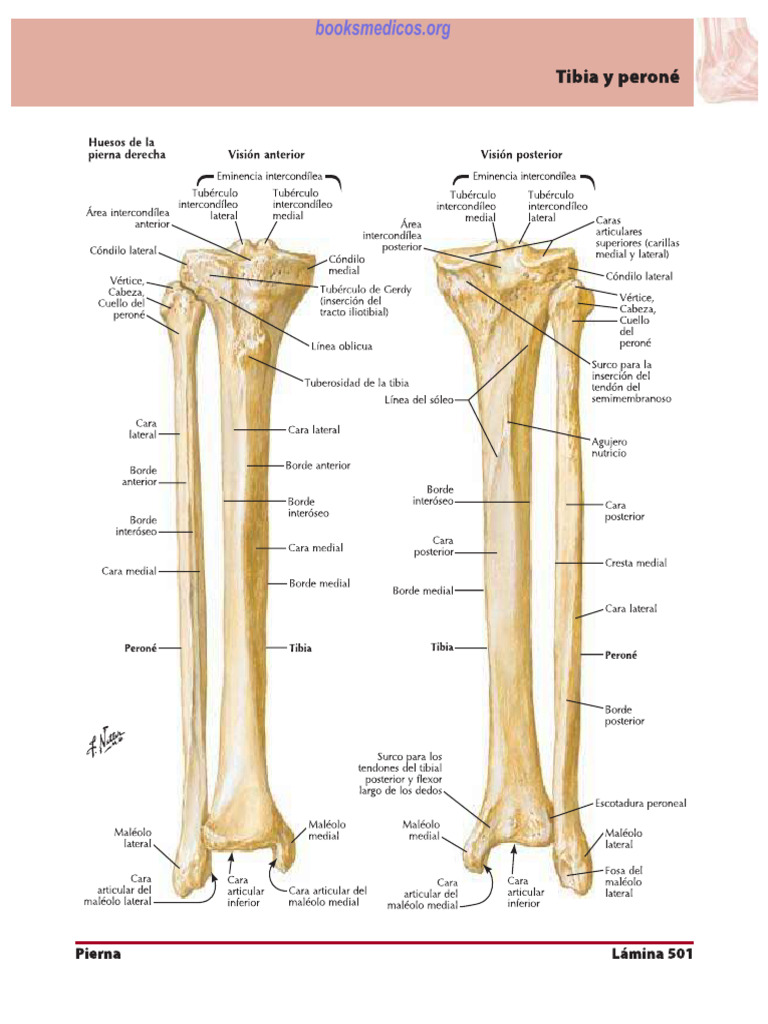 Tibia y Perone | PDF