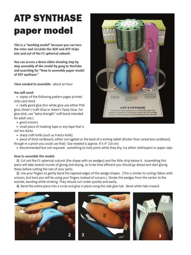 DIY ATP Synthase Paper Model Guide | PDF | Adhesive | Seam (Sewing)
