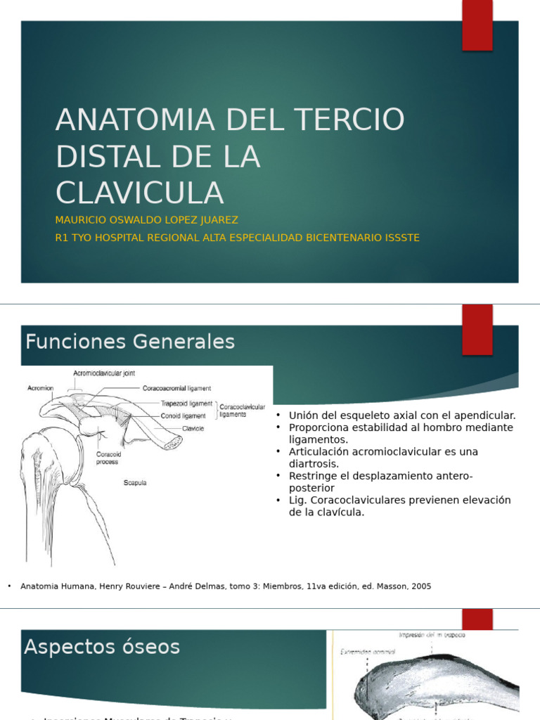 Anatomia Del Tercio Distal de La Clavicula | PDF | Hombro | Anatomía humana