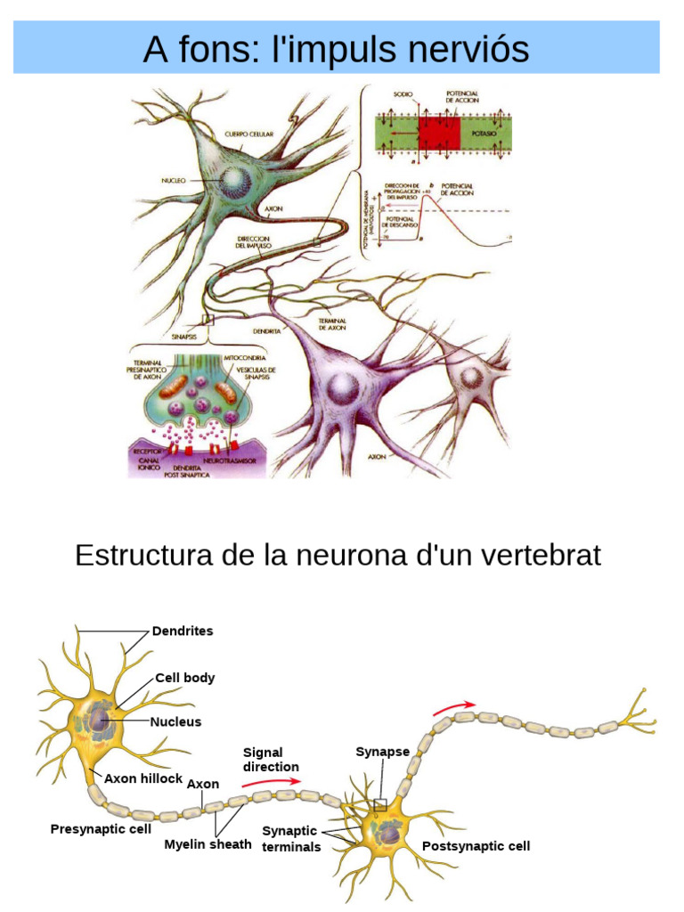 Impuls Nervios | PDF