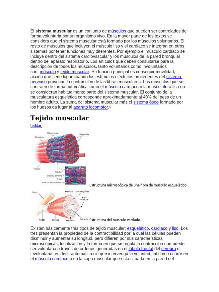 Tipos y Estructura del Tejido Muscular | PDF | Músculo | Anatomía
