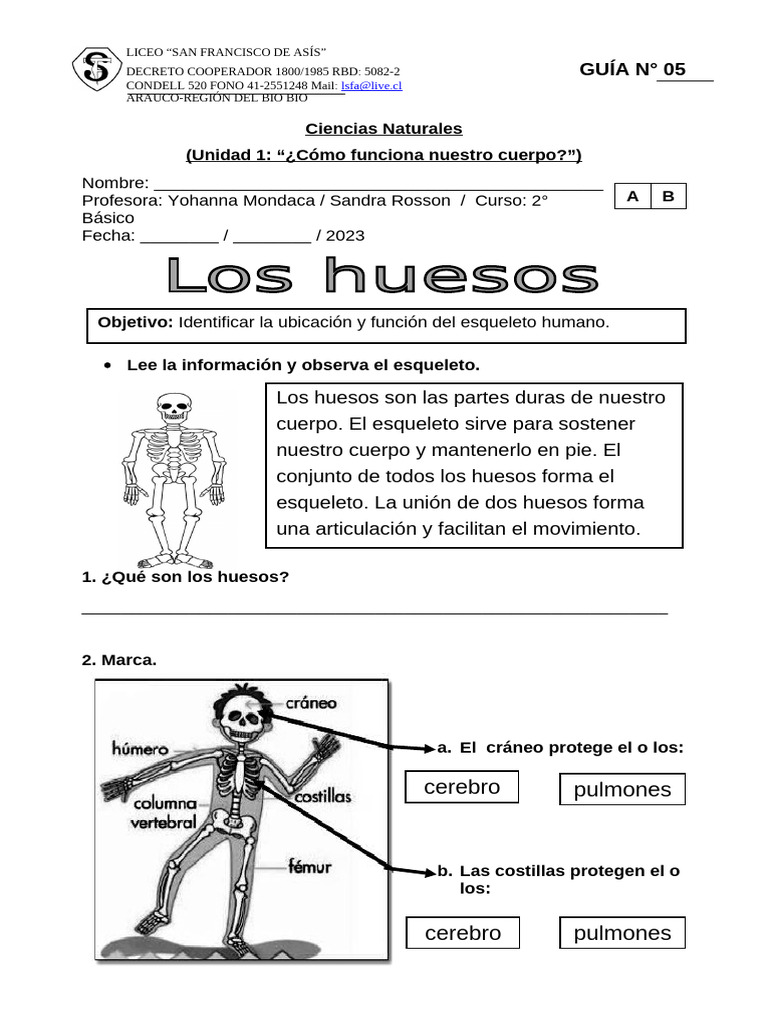 GUÍA N° 5 CS. NAT. LOS HUESOS | PDF | Esqueleto | Articulación