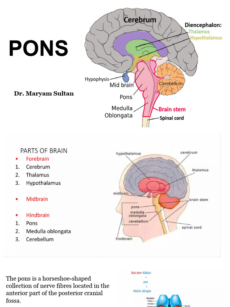 Pons | PDF | Cerebellum | Human Anatomy