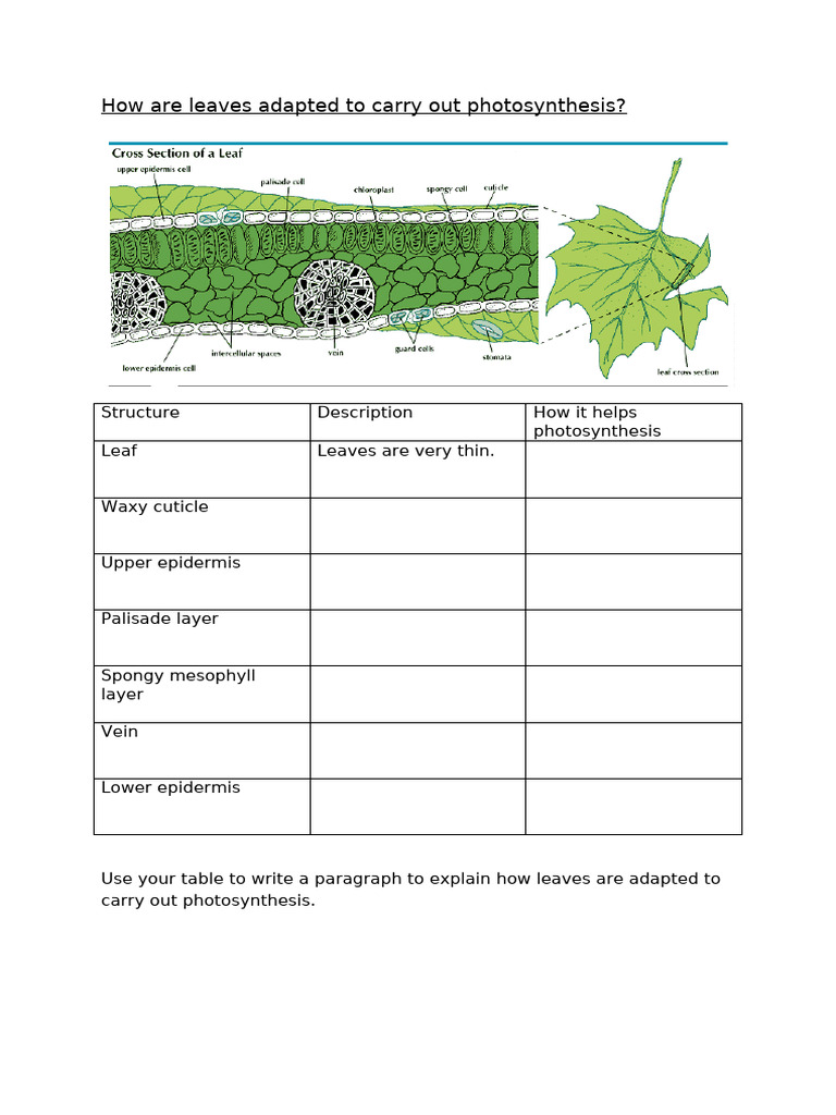 Leaf Adaptations | PDF