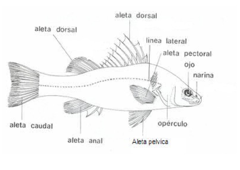 Partes Del 'Pez 1 | PDF