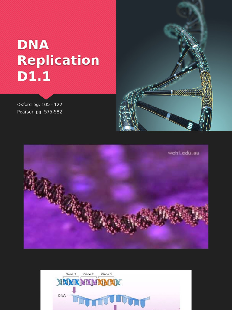DNA Replication D1.1 | PDF | Polymerase Chain Reaction | Dna