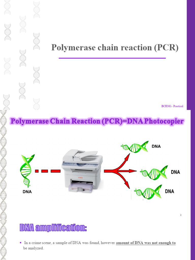Polymerase Chain Reaction PCR | PDF | Polymerase Chain Reaction | Primer (Molecular Biology)
