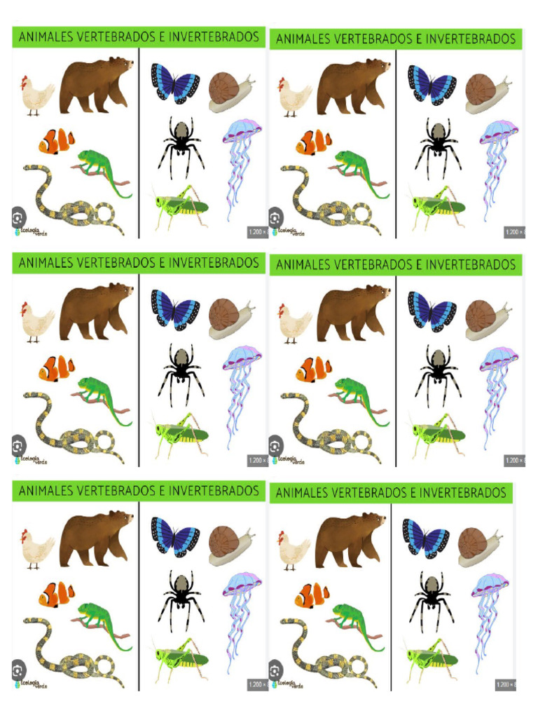 Laminas de Animales Vertebrados e Invertebrados | PDF