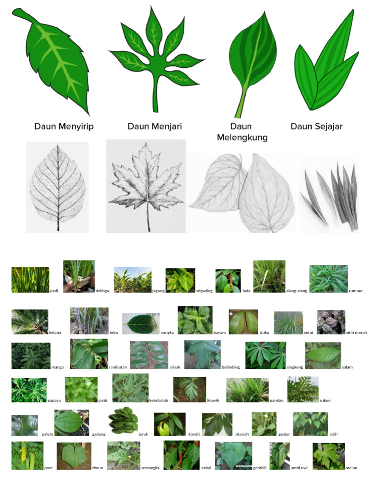 Jenis Daun | PDF