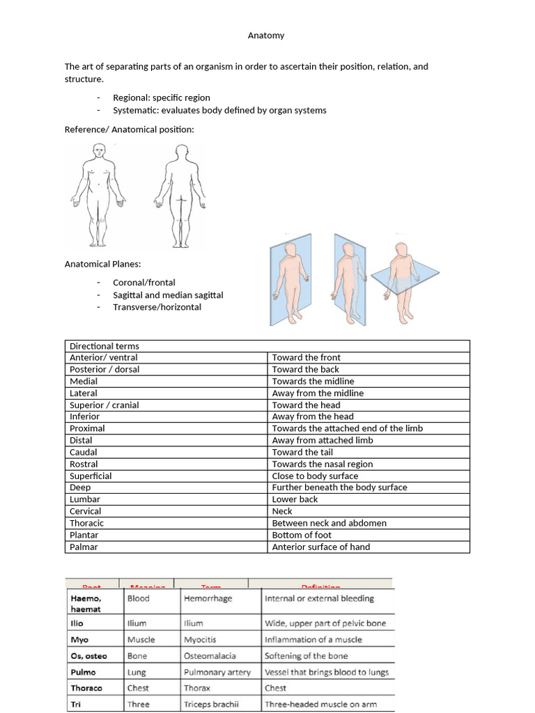 ANATOMY final notes | PDF | Bone | Anatomical Terms Of Location