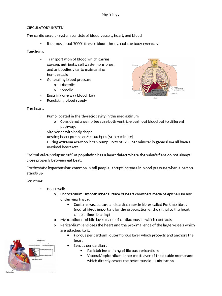 PHYSIOLOGY Final Notes 2 | PDF | Heart | Vertebral Column