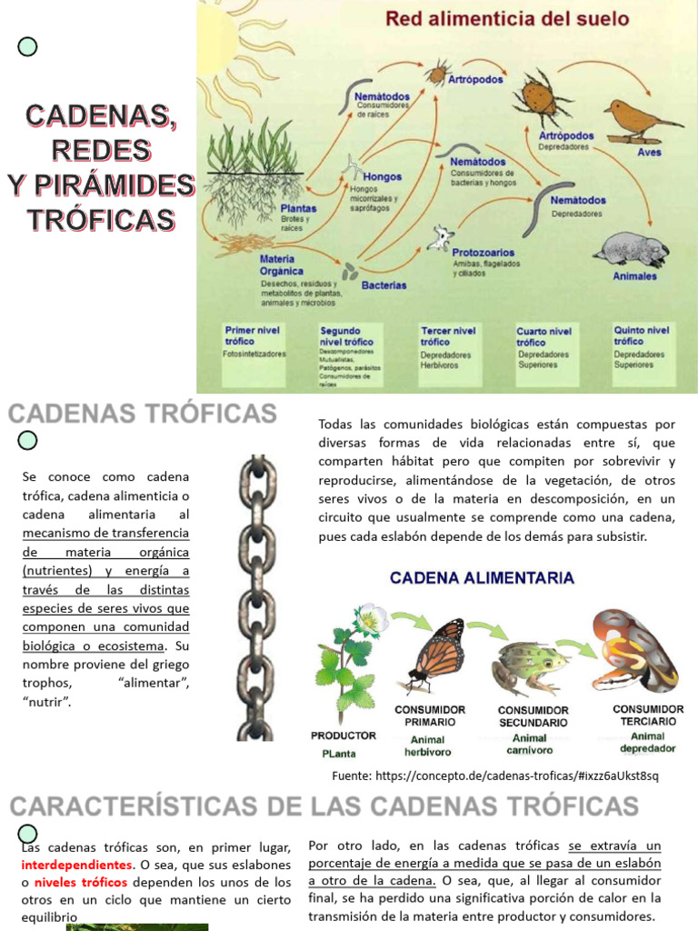 CADENAS,+PIRÁMIDES+Y+REDES+TRÓFICAS. | PDF | Red alimentaria | Biomasa ...