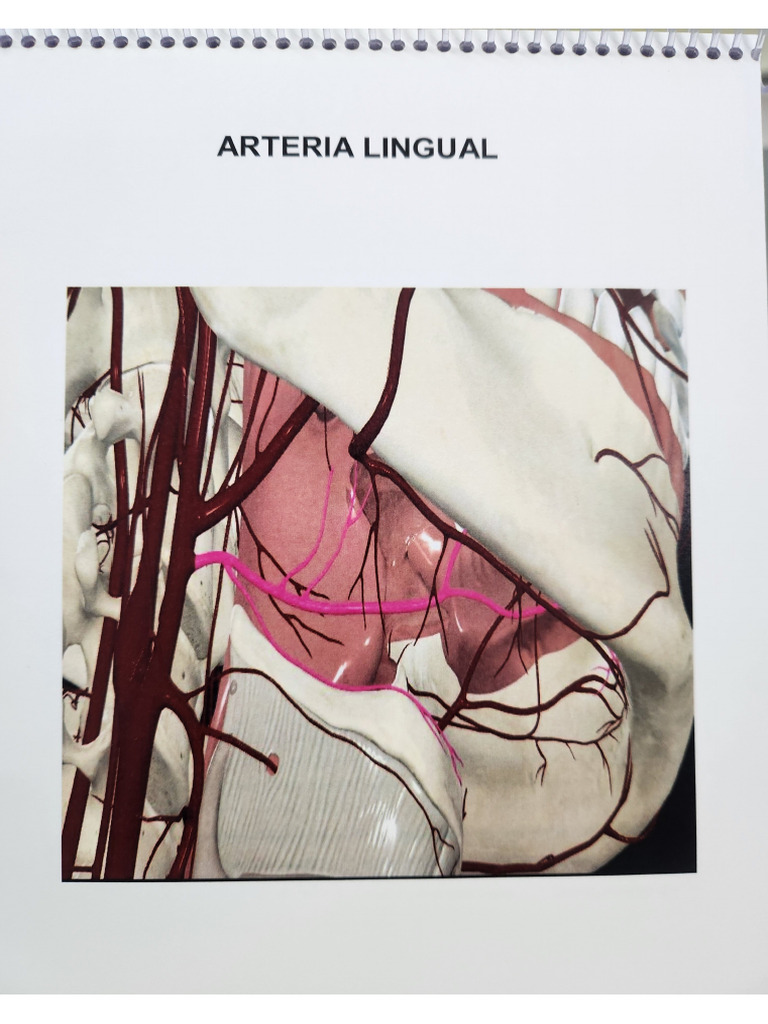 Arterias de La Carotida Externa | PDF