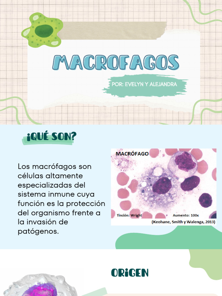 Macrofagos | PDF | Macrófago | Leucocito