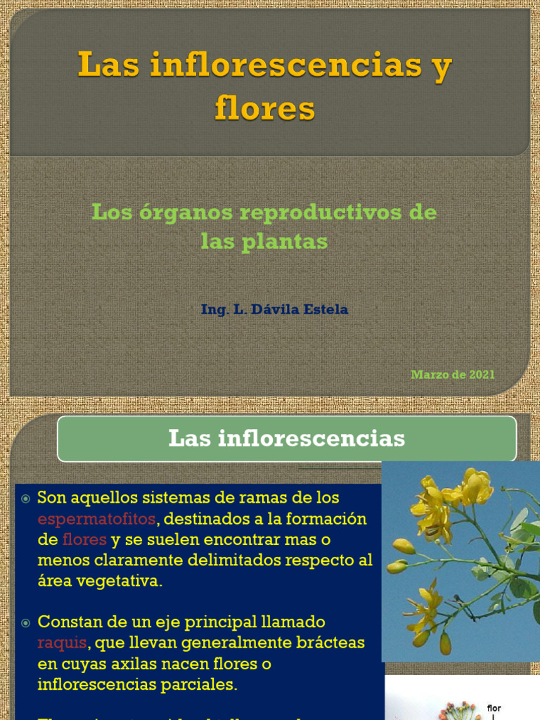 4.4 INFLORESCENCIAS, FLORES y FRUTOS | PDF | Flores | Ramas de la botánica