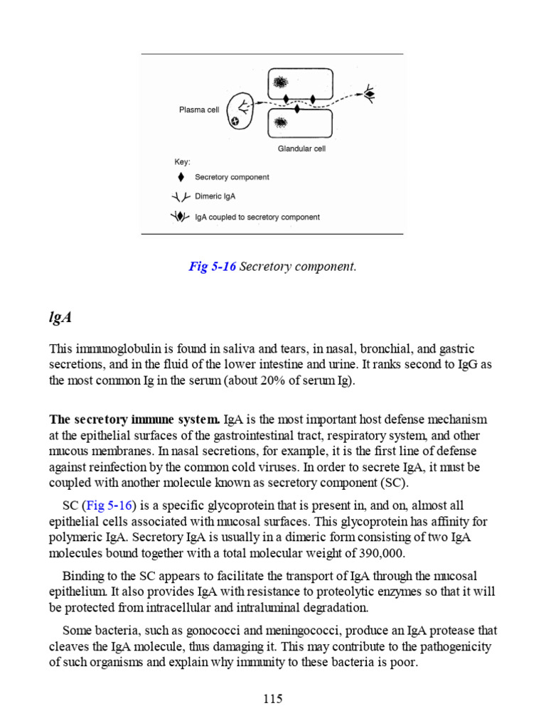Inflammation Review Pages 115 and 223 | PDF | Immunology | Anatomy