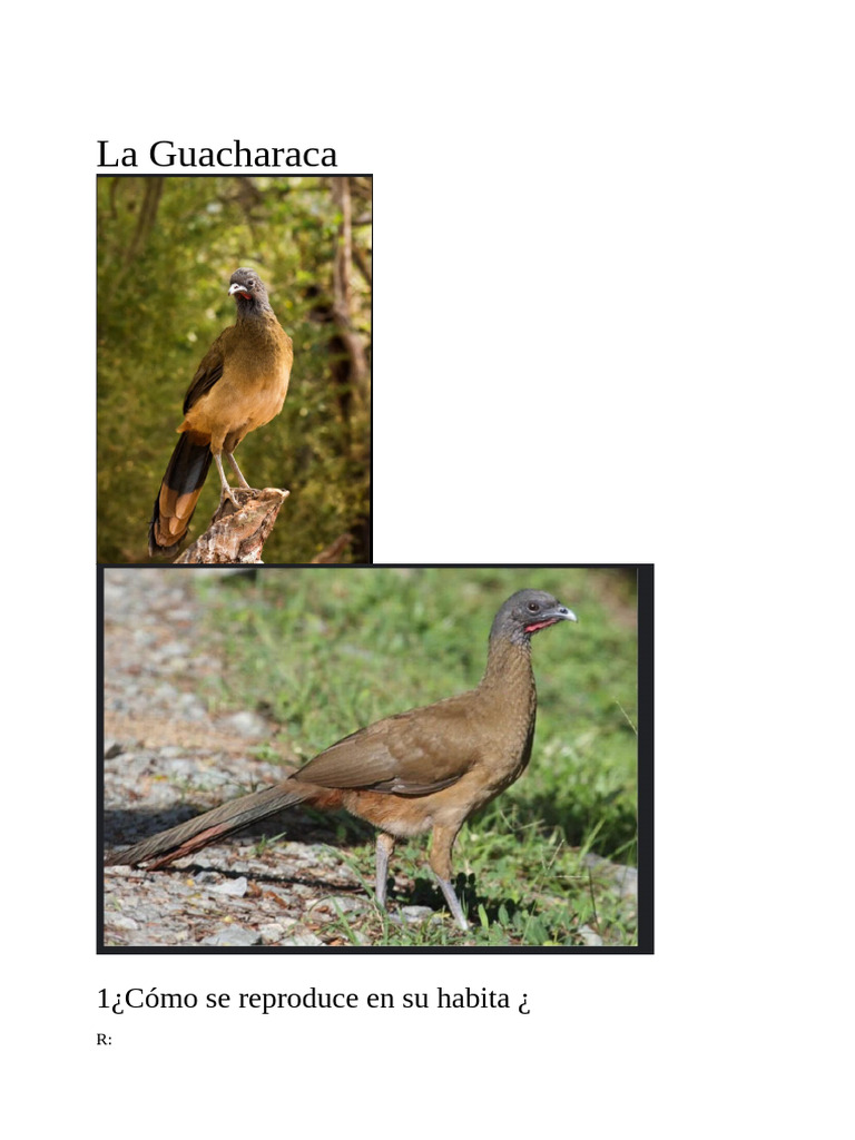 Guacharaca | PDF | Estudios de idiomas extranjeros | Hogar, jardinería ...