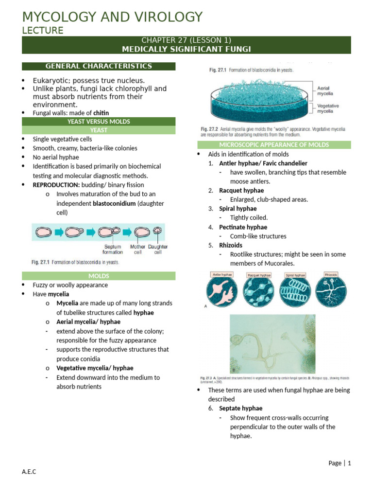 Bacte - Medically Significant Fungi | PDF | Fungus | Organisms