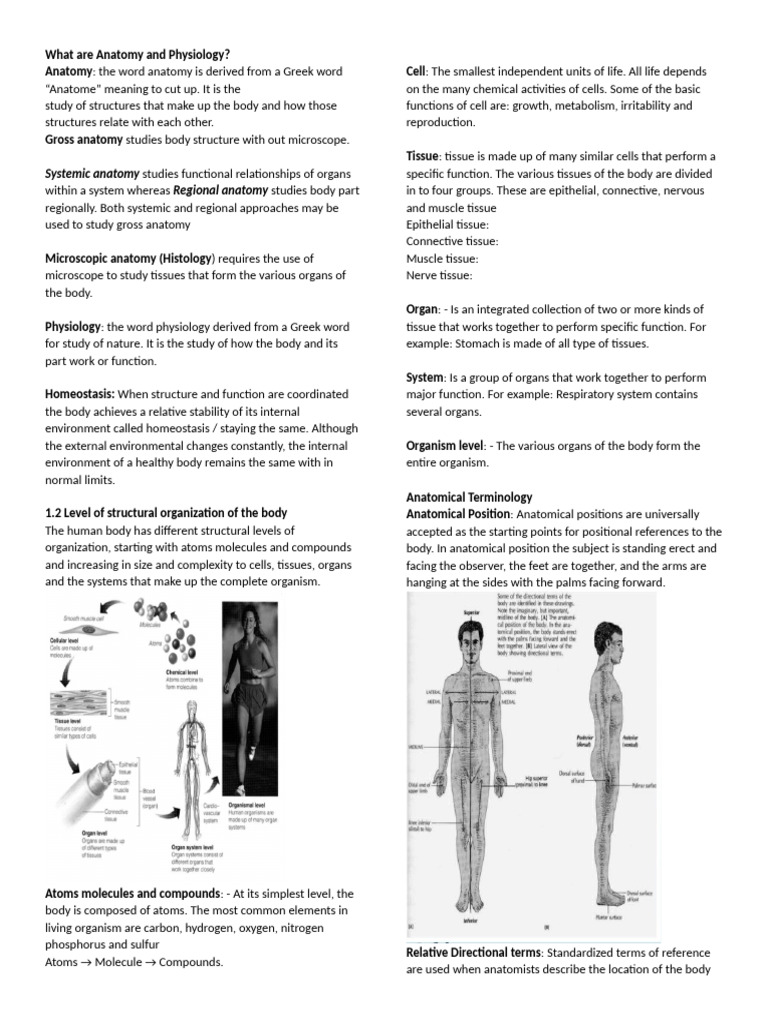 Understanding Anatomy And Physiology Basics Pdf Epithelium