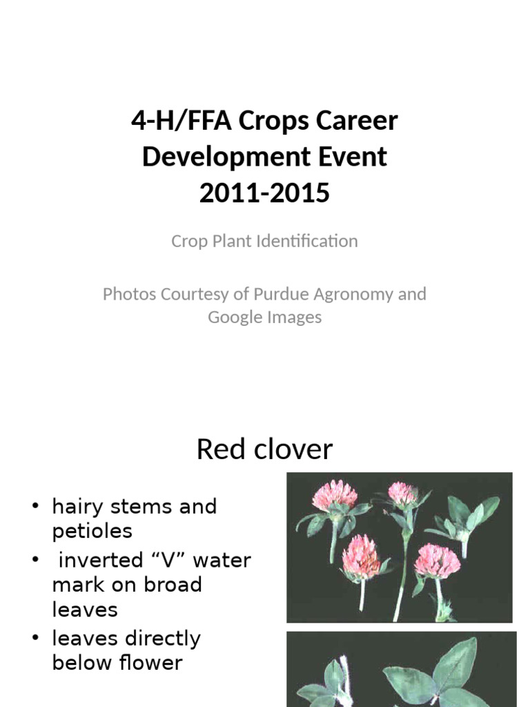 Crop Plant Identification Guide 2011-2015 | PDF | Leaf | Clover