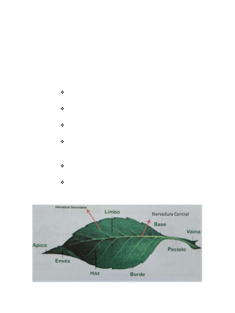 La Hoja y Sus Partes | PDF | Hoja | Plantas