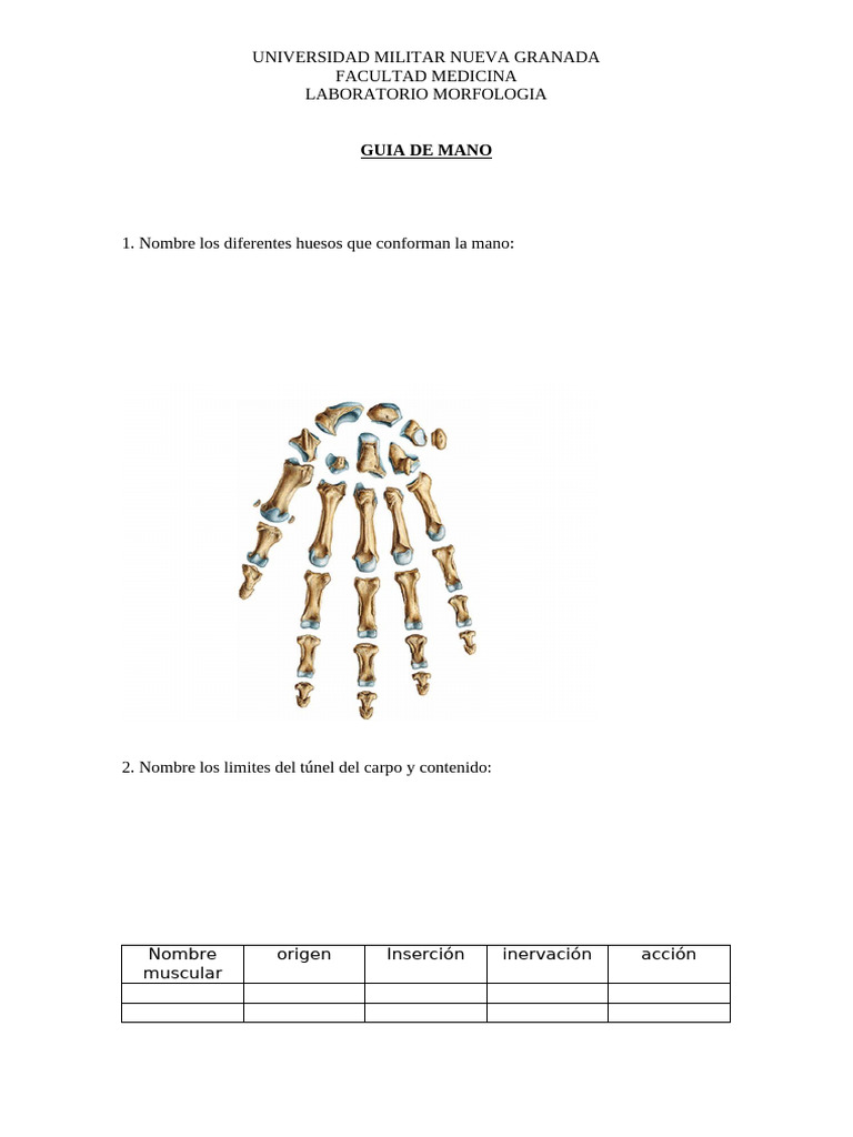 04 Guia de de Mano | PDF | Mano | Extremidades (anatomía)