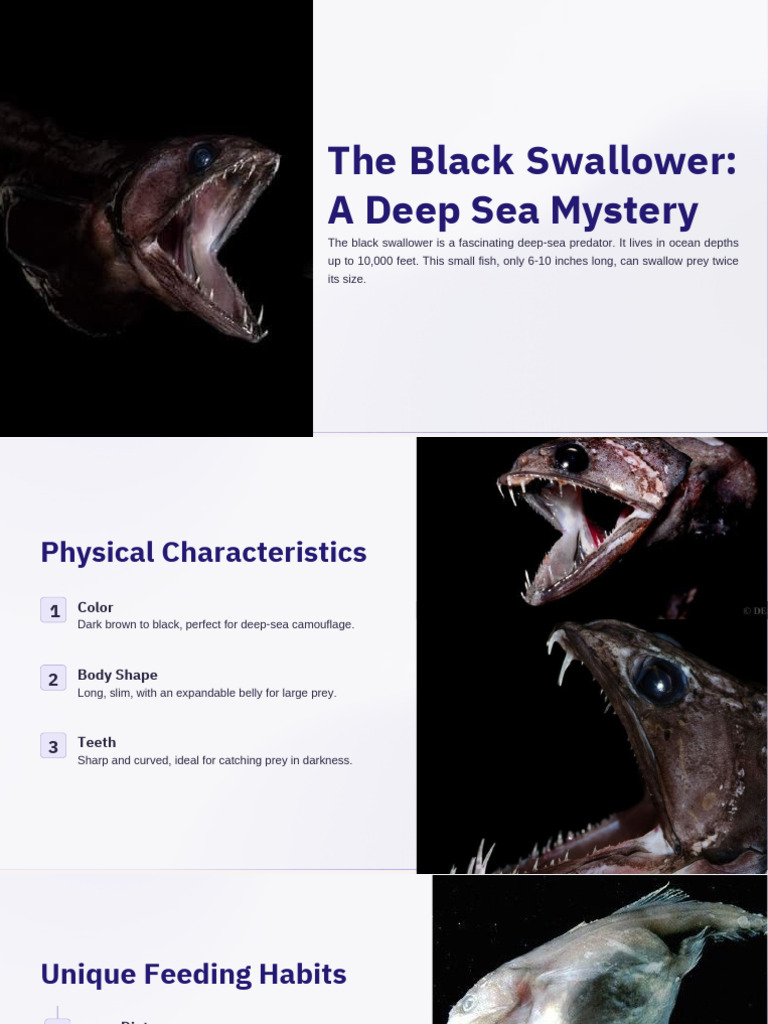 Black Swallower: Deep-Sea Predator Facts | PDF