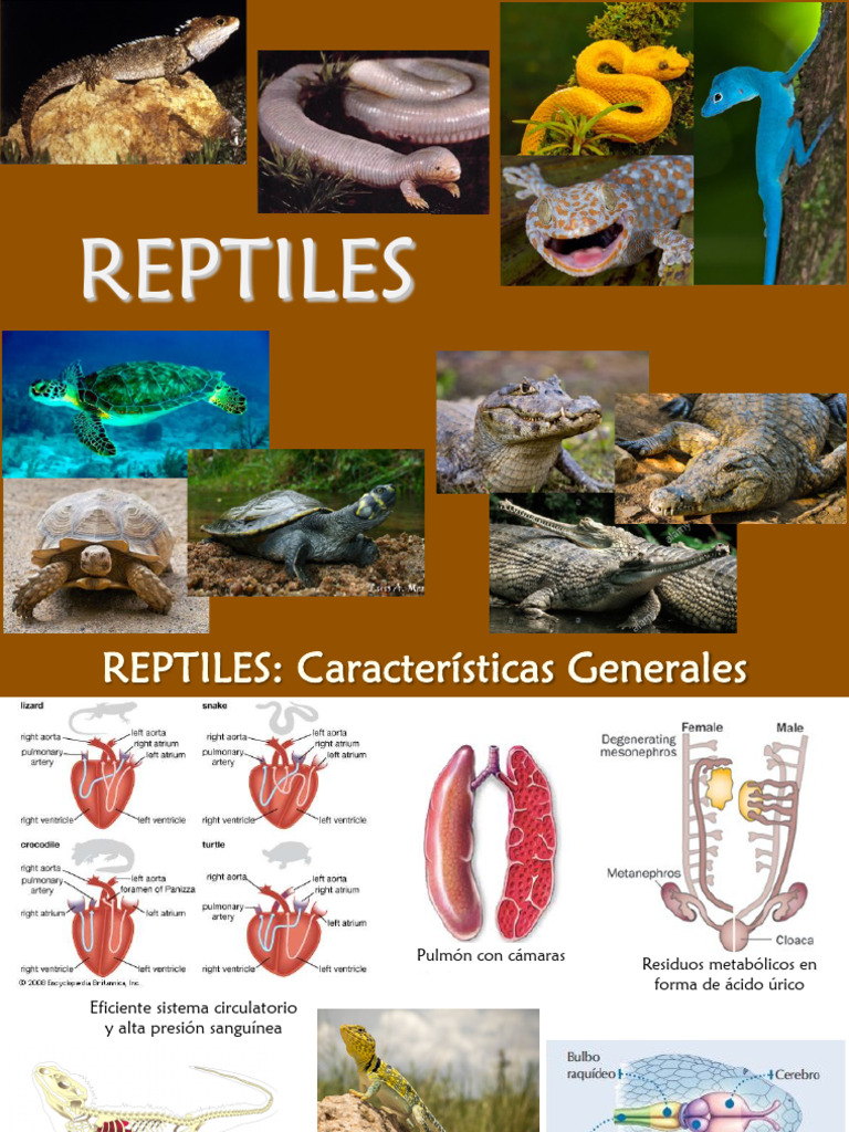 Características y Clasificación de Reptiles | PDF | Tortuga | Reptil