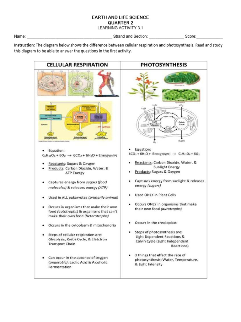 Unifying Theme Worksheet | PDF | Plants | Ecosystem