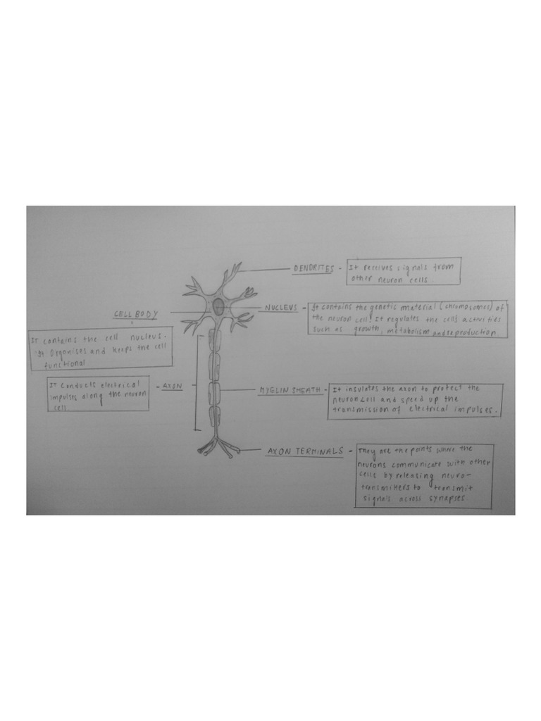 Structure of A Neuron | PDF