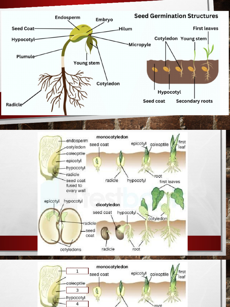 Parts of A Seed (Autosaved) | PDF | Seed | Embryo