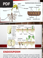 Function and Role of Plumule in Seeds | PDF | Seedling | Biology