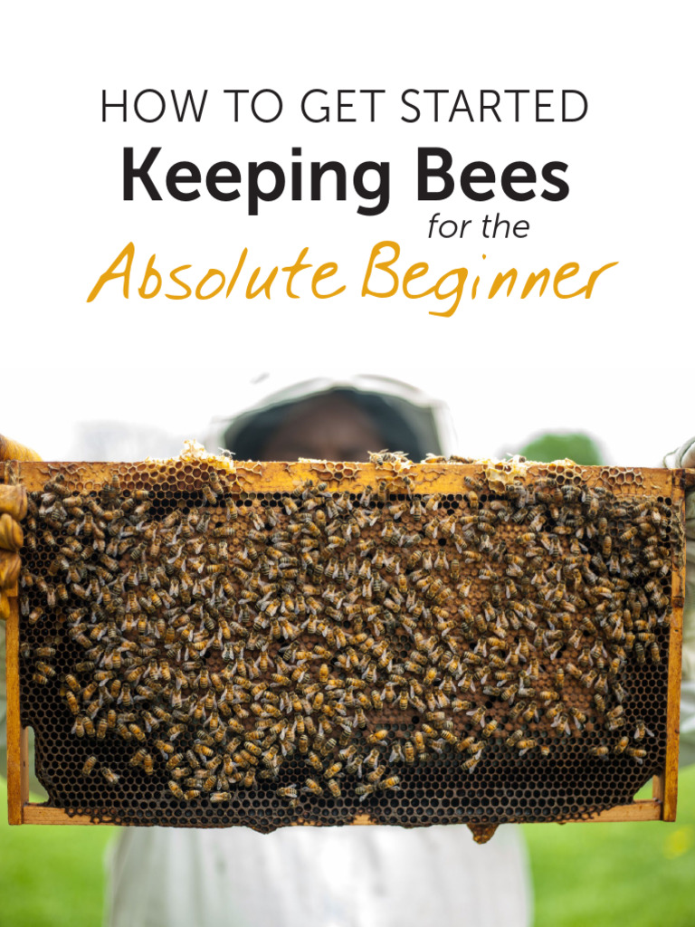 Beginner's Guide to Beekeeping | PDF | Beehive | Honey Bee