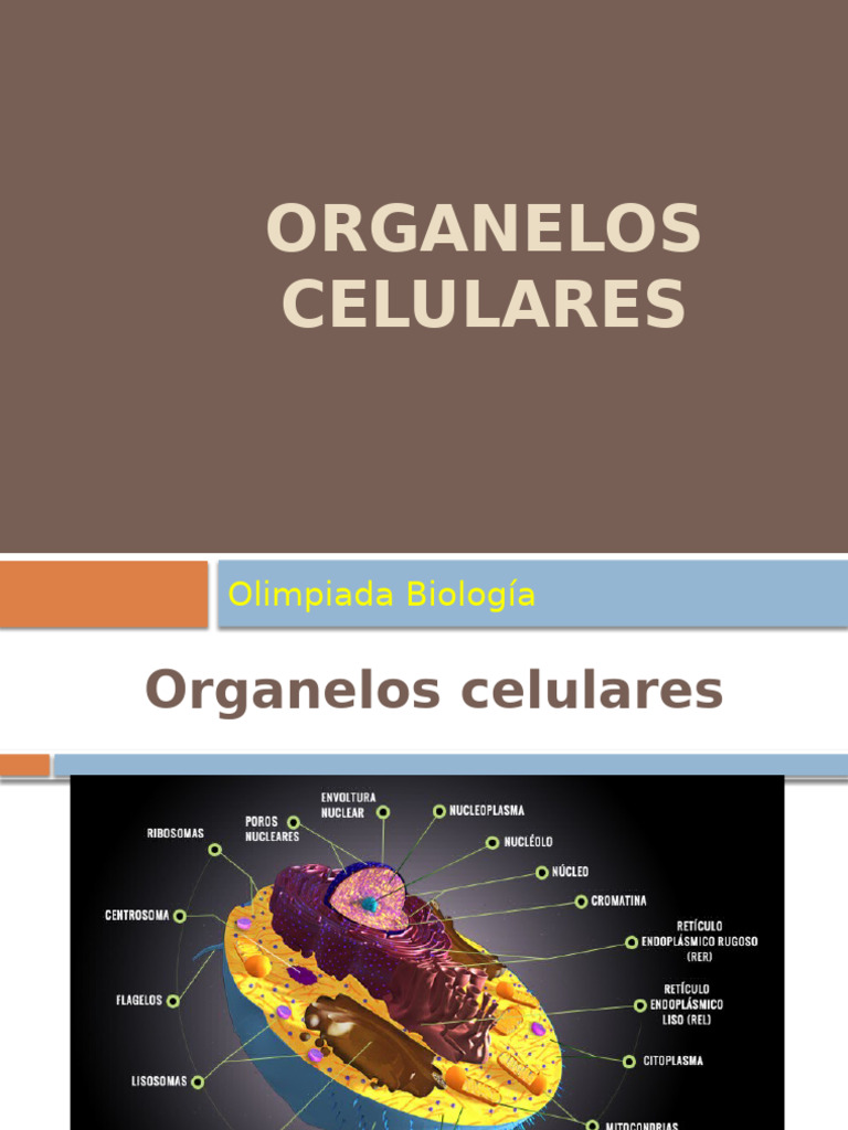 B1. Organelos Celulares. | PDF | Biología Celular) | Citoplasma