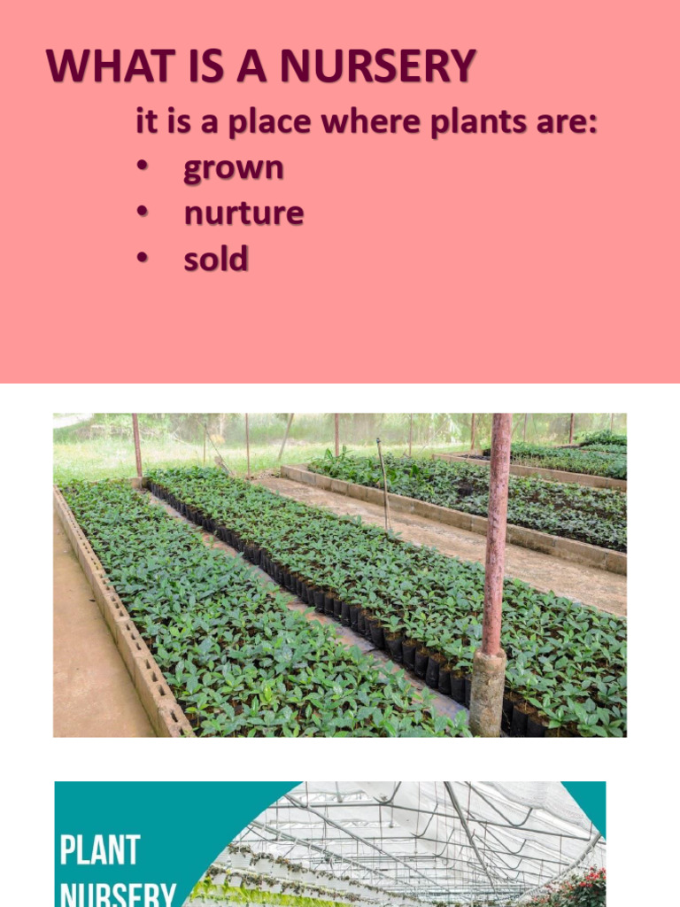 Lesson 2-Nursery | PDF | Home & Garden
