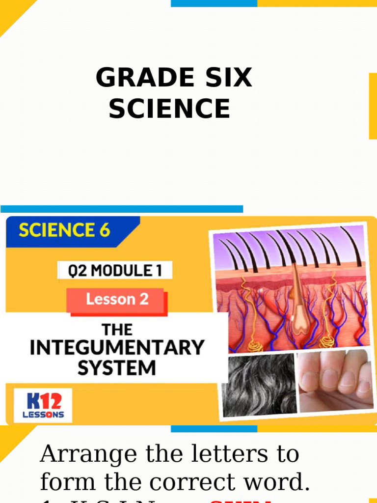 Grade 6 Integumentary System Quiz | PDF
