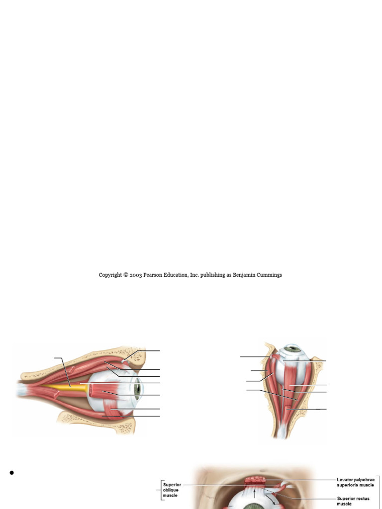 BIO353 Lab 7 Visual System PDF | PDF | Visual System | Retina